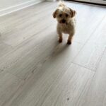 Easy Clean Flooring By Capper Sharrock - See It In Yorkshire